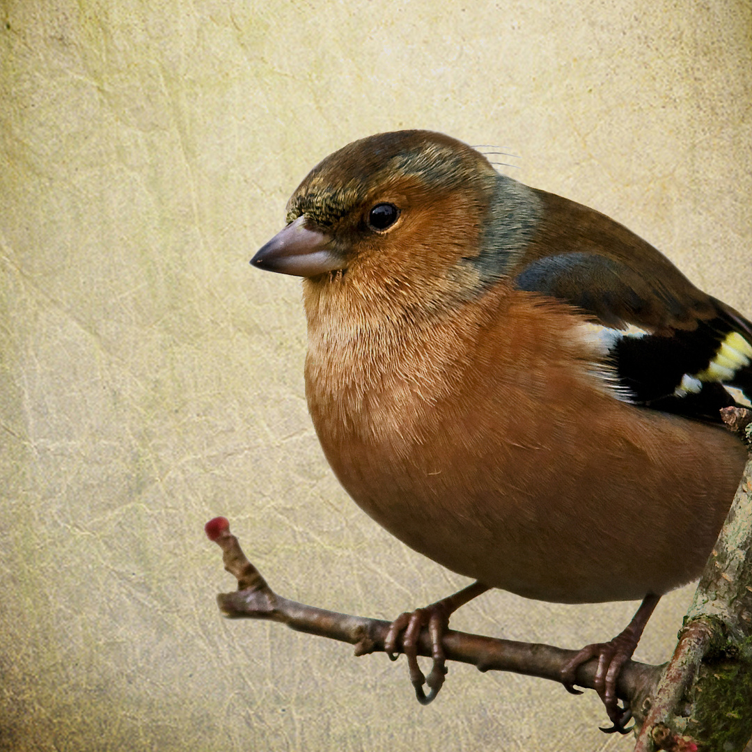 PINSON photo et image | animaux, oiseaux, nature Images fotocommunity