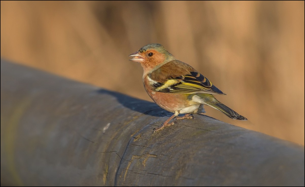 Pinson photo et image | oiseaux, nature, animaux Images fotocommunity