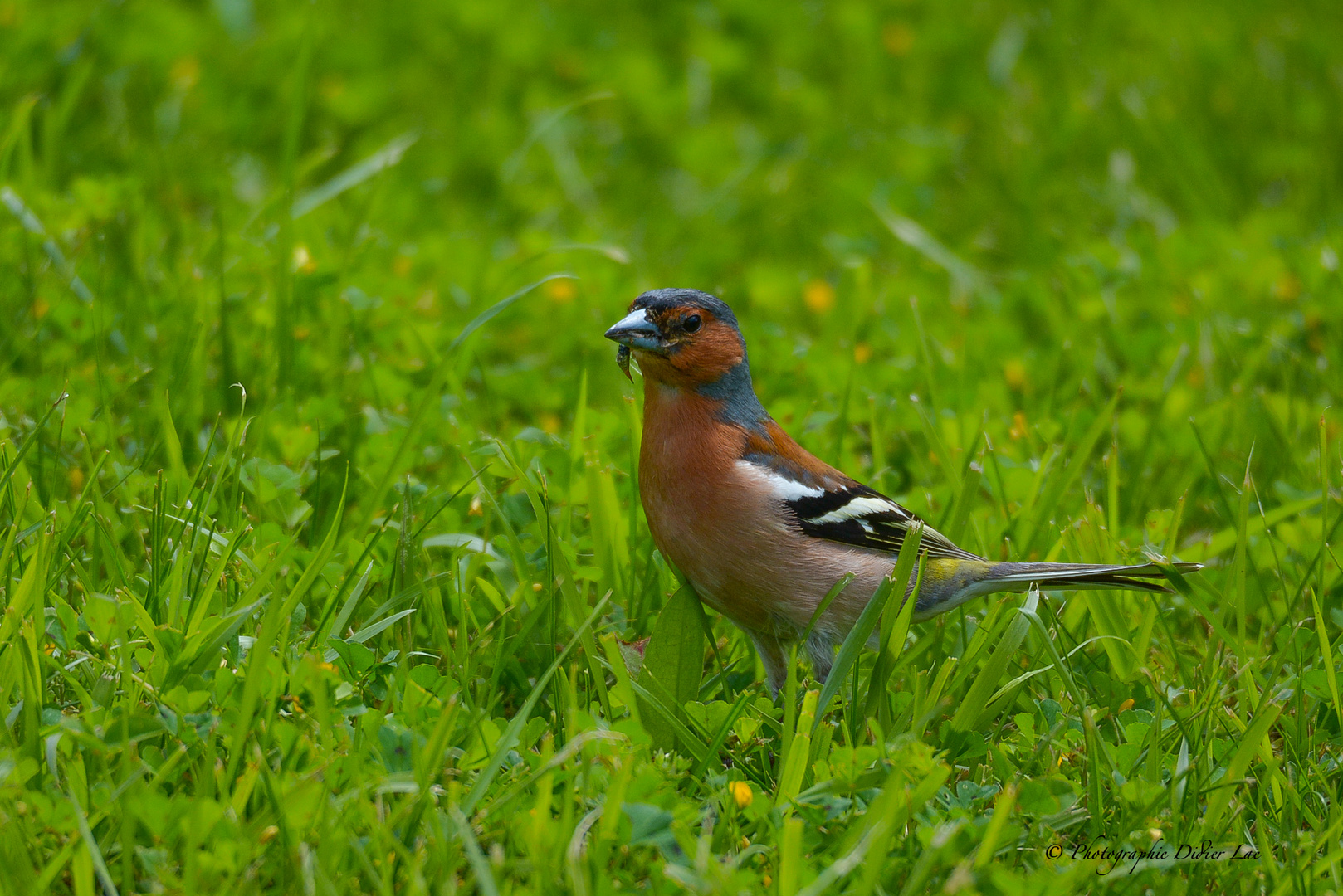 pinson des arbres photo et image | nature, animaux, oiseaux Images ...