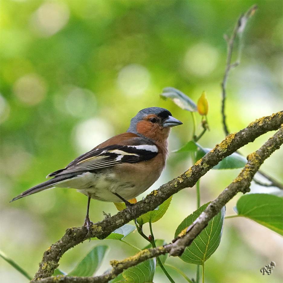 Pinson des arbres ... photo et image | animaux, animaux sauvages ...
