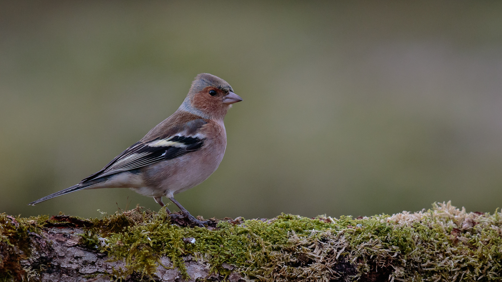 Pinson des arbres photo et image | animaux, animaux sauvages, oiseaux ...