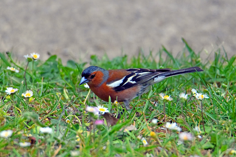 Pinson des arbres mâle photo et image | animaux, animaux sauvages ...