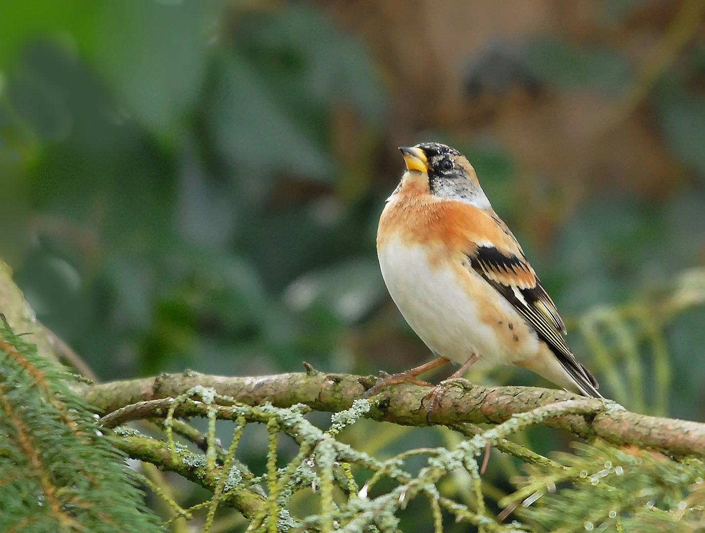 Pinson du Nord mâle photo et image | animaux, animaux sauvages, oiseaux ...