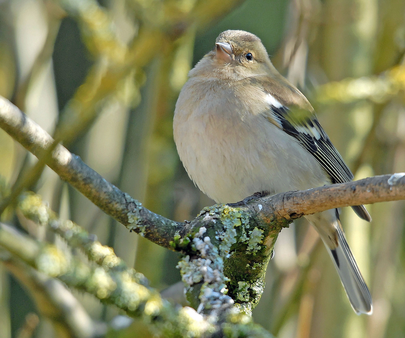 Pinson femelle photo et image | animaux, animaux sauvages, oiseaux ...