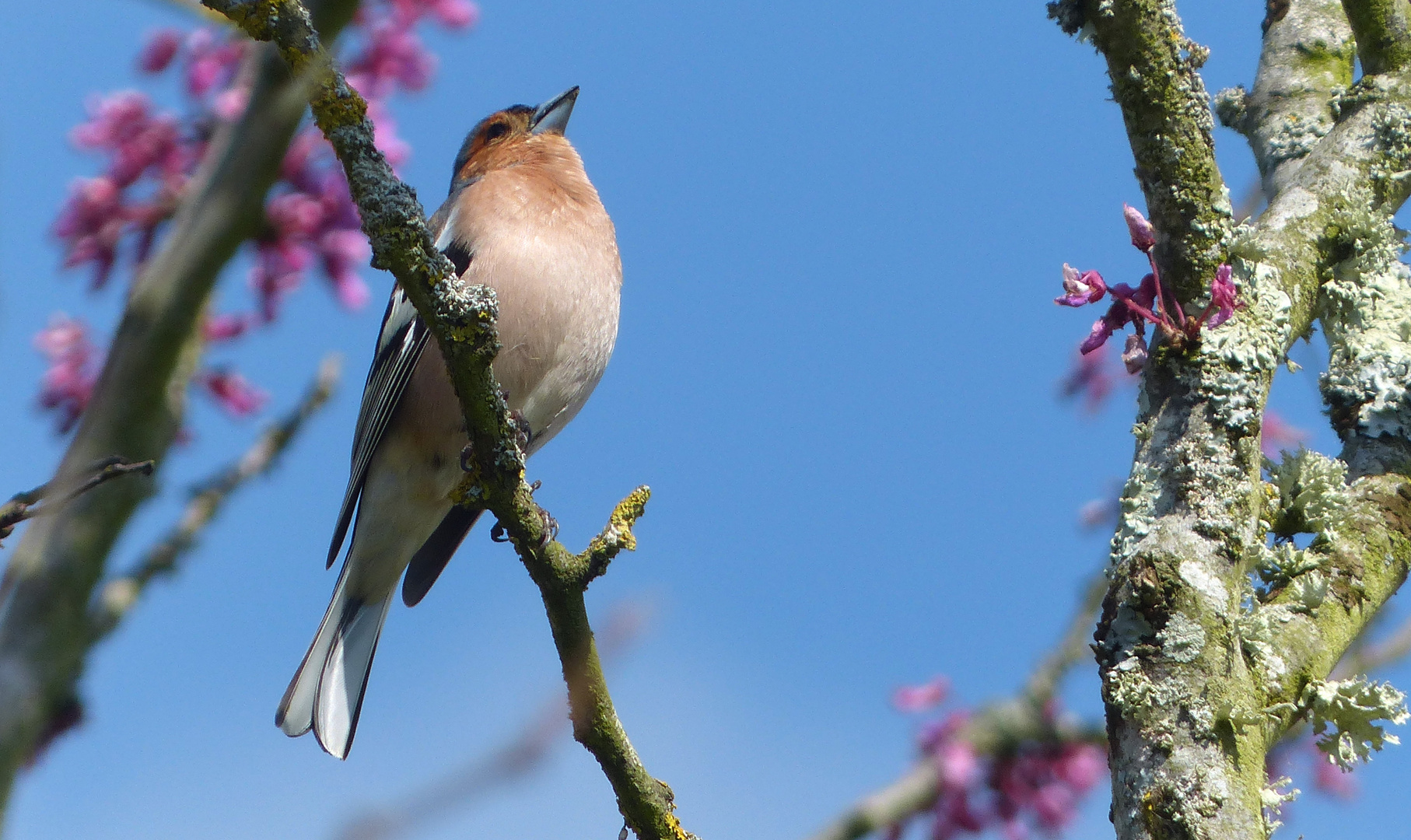 PINSON mâle. photo et image | nature, animaux, oiseaux Images fotocommunity