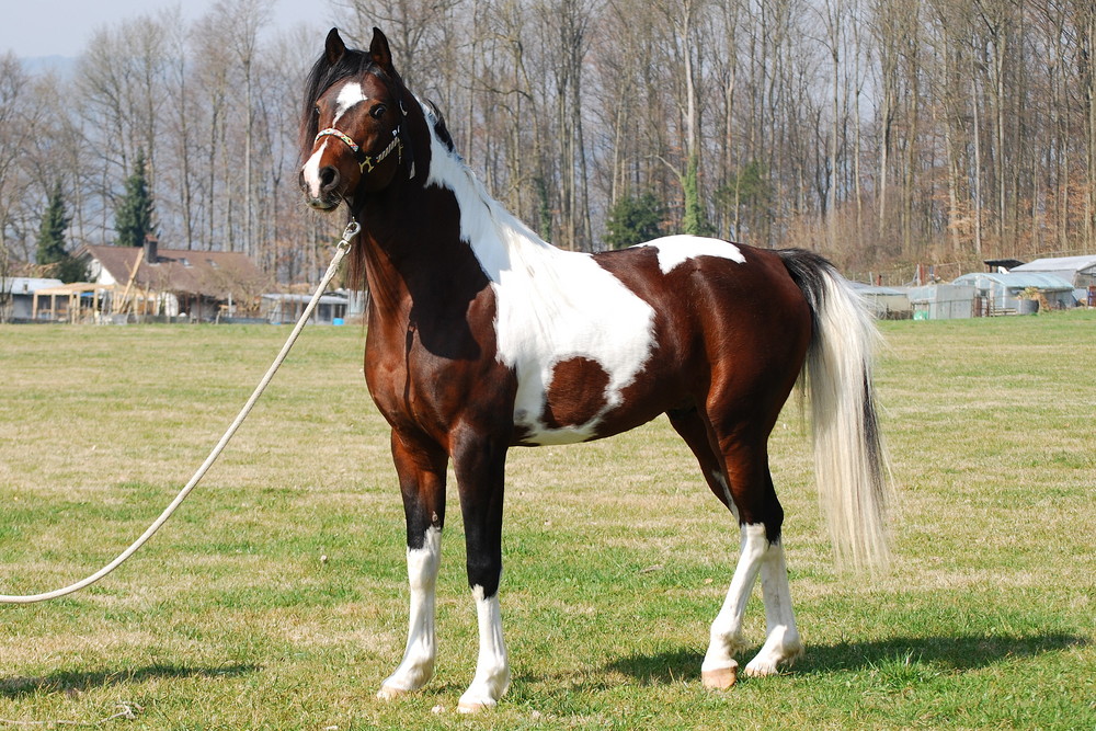 Pinto-Hengst Foto & Bild | tiere, haustiere, pferde, esel, maultiere ...