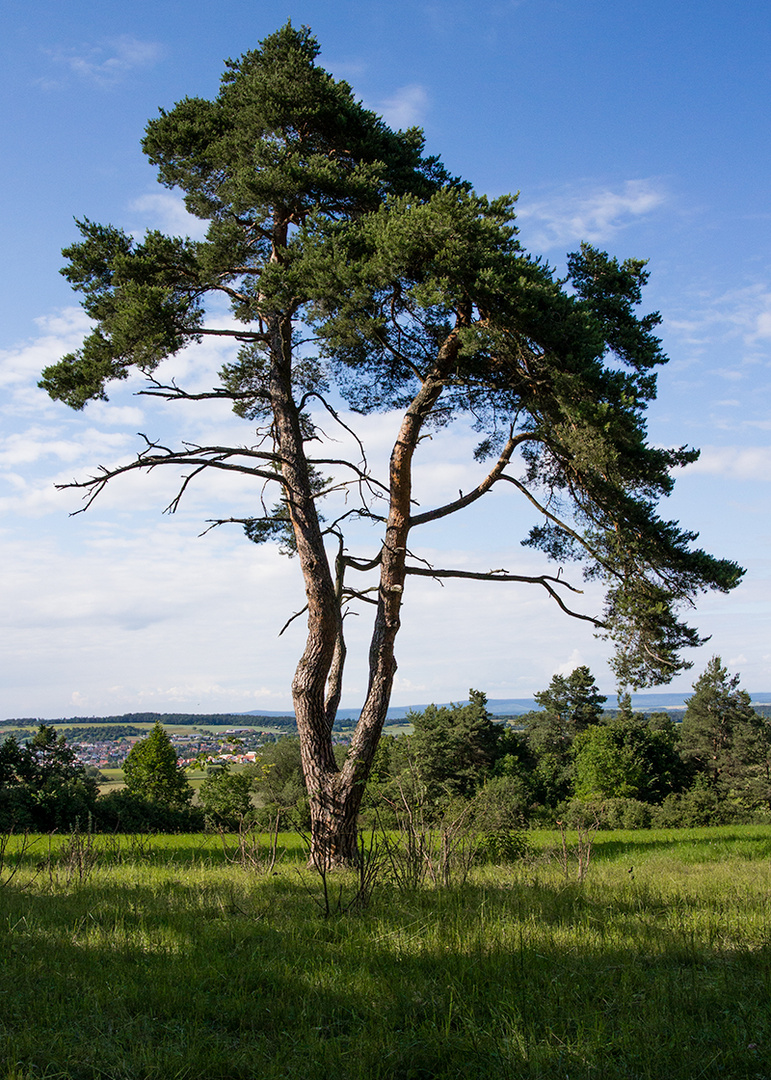 Pinus sylvestris Foto & Bild | baum, natur, portrait Bilder auf ...