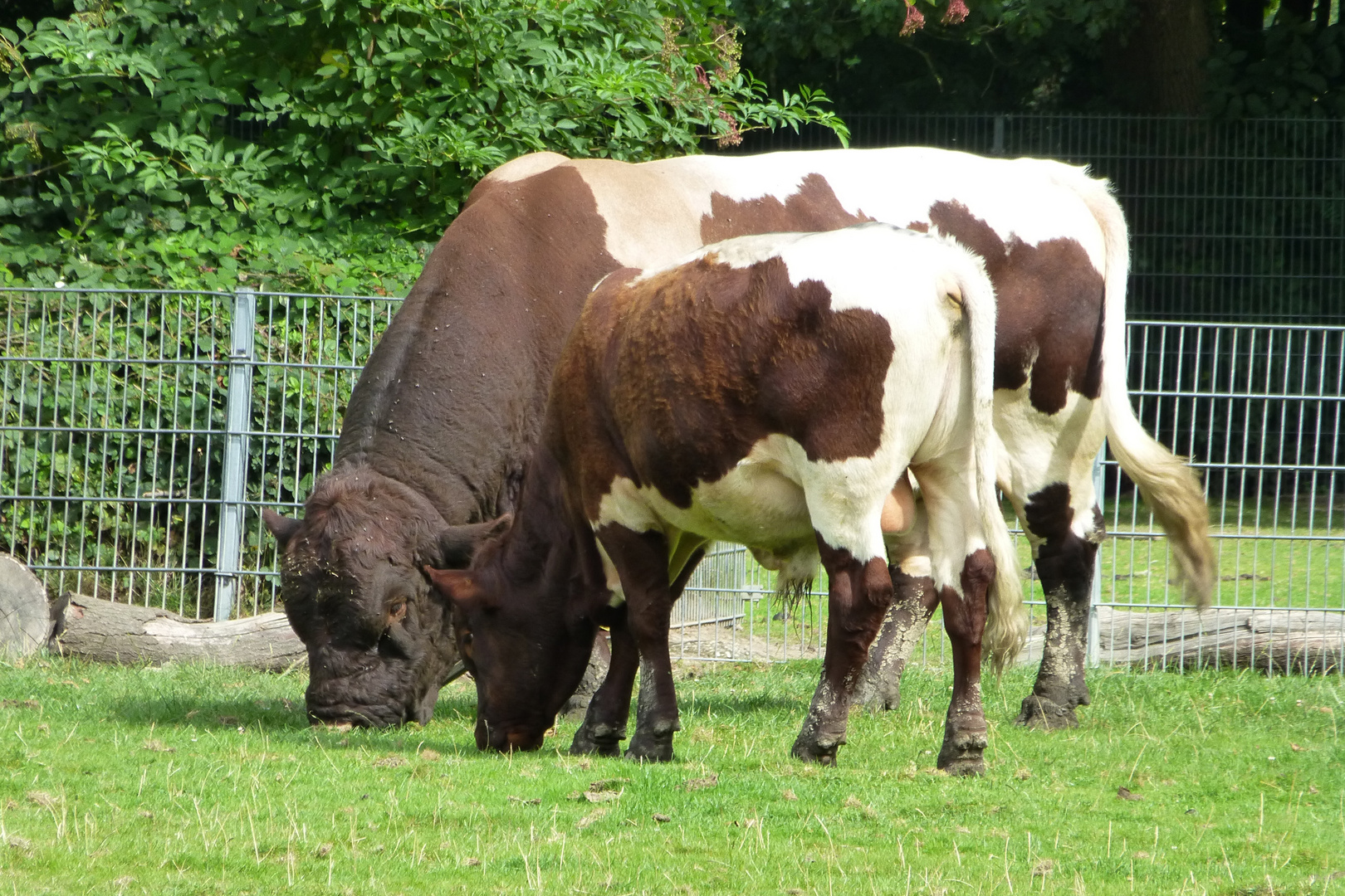 Pinzgauer Rind Foto & Bild | tiere, zoo, wildpark & falknerei ...