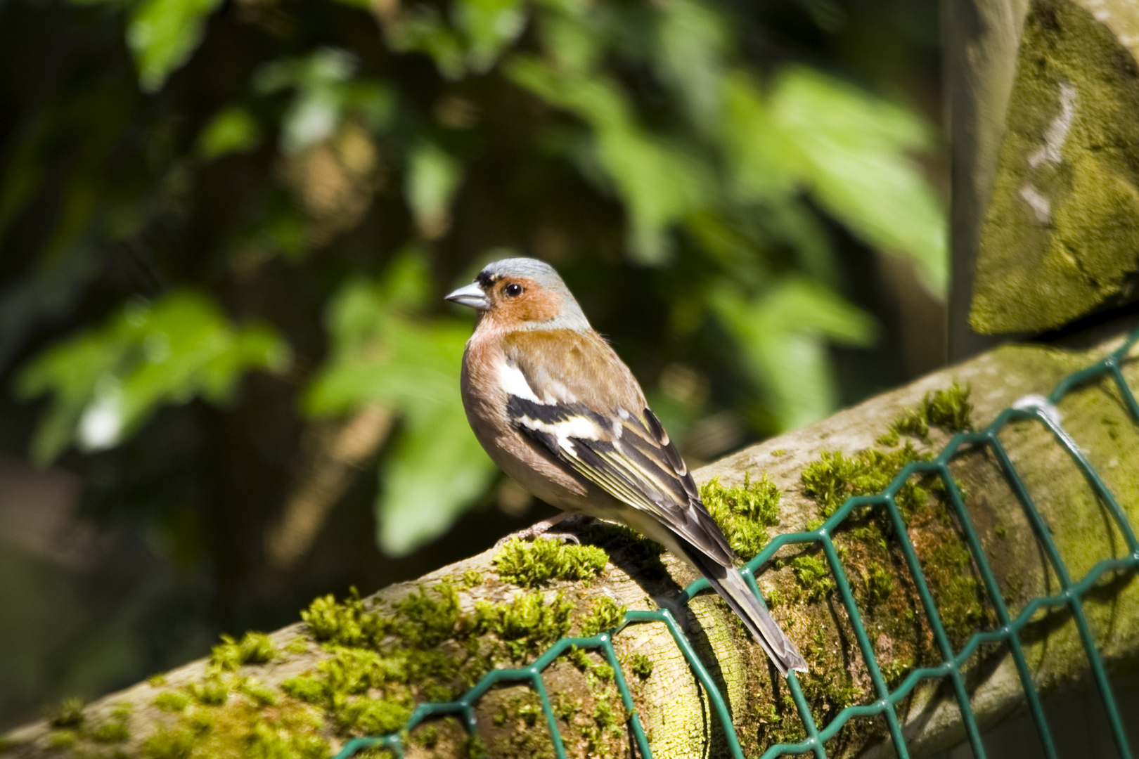 PINZÓN EN EL JARDÍN Imagen & Foto | naturaleza Fotos de fotocommunity