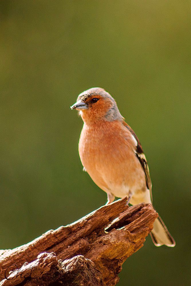 Pinzon comun Imagen & Foto | animales, aves, naturaleza Fotos de ...