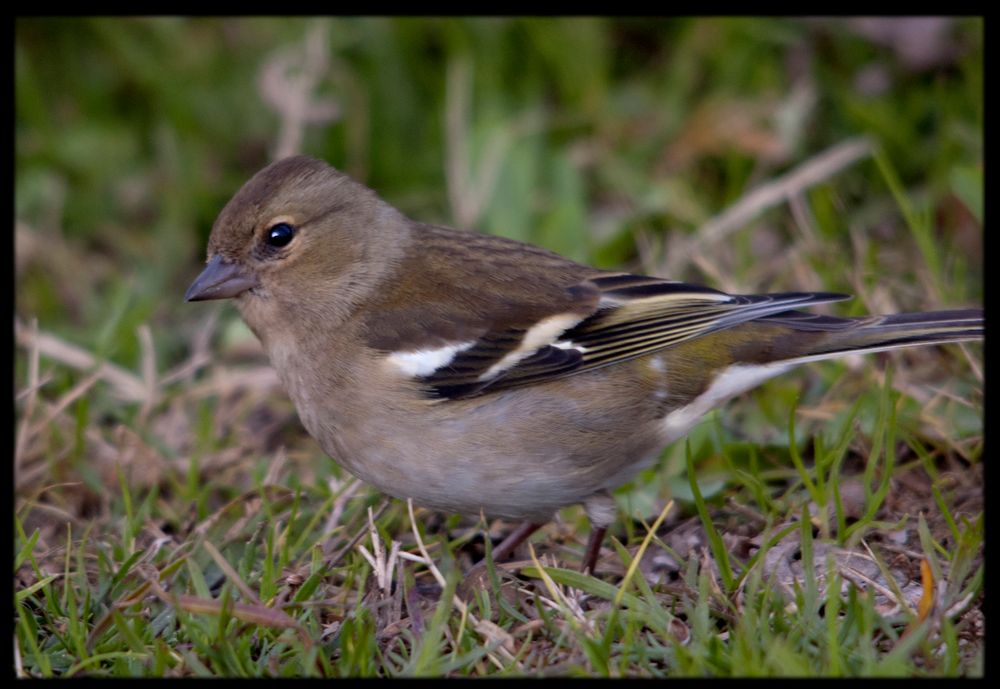 Pinzón hembra Imagen & Foto | animales, aves, naturaleza Fotos de ...