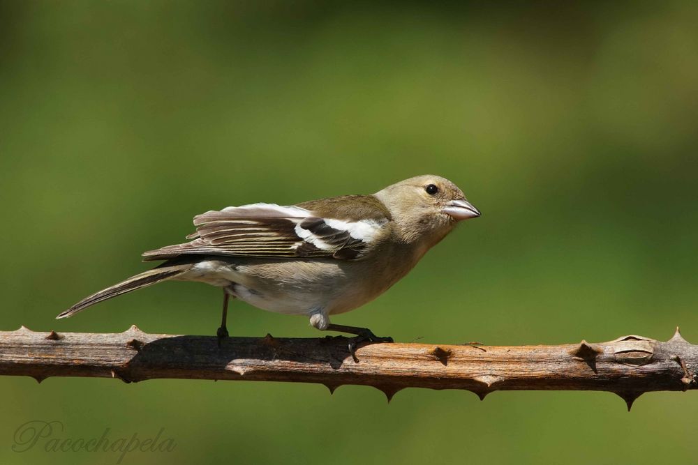 Pinzón hembra en Zarza. Imagen & Foto | natur, animales, naturaleza ...