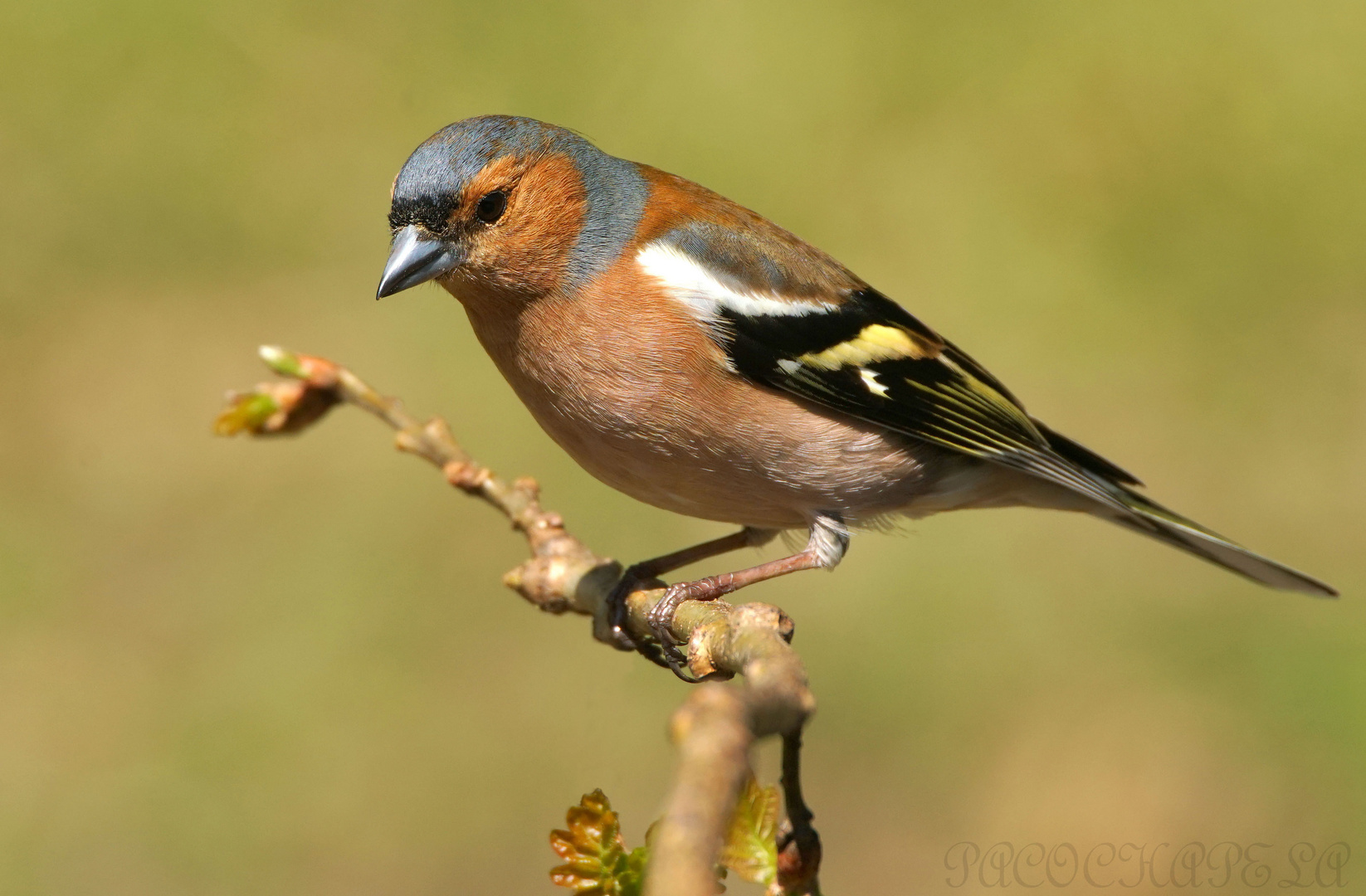 Pinzón macho Imagen & Foto | animales, aves, naturaleza Fotos de ...