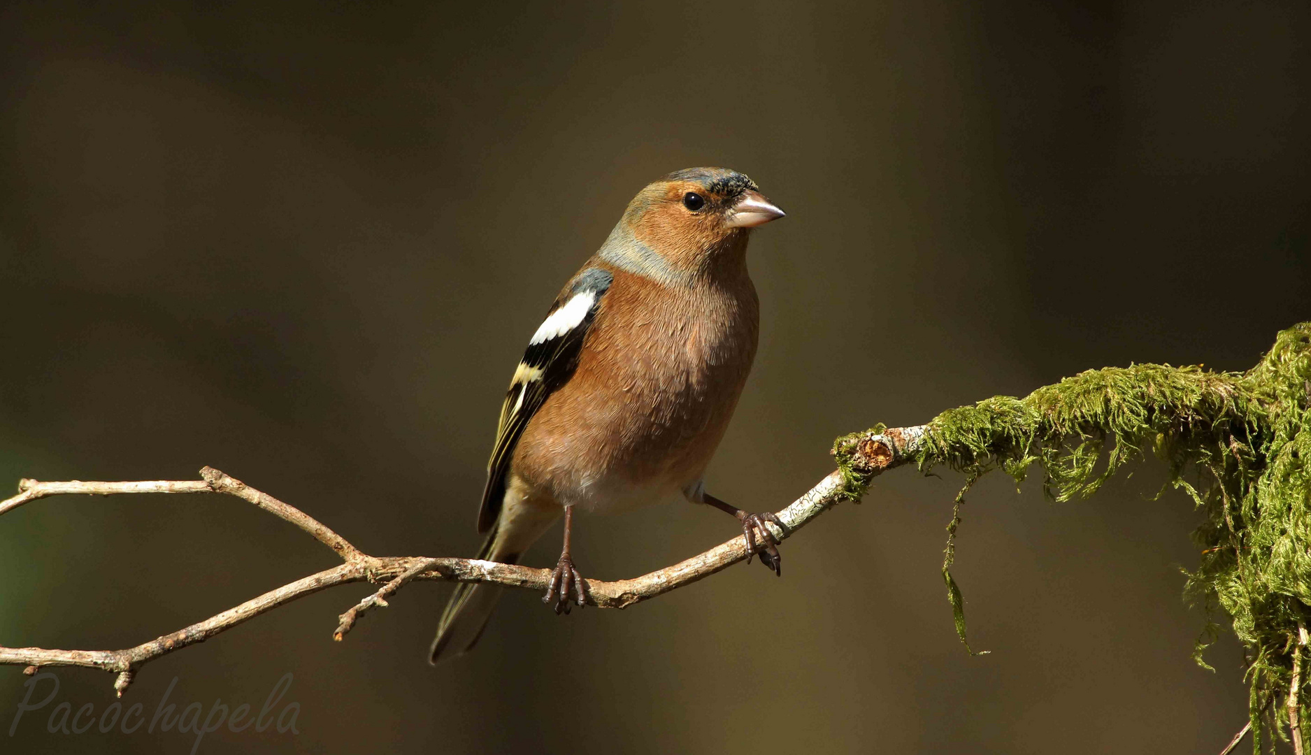 Pinzón por las ramas Imagen & Foto | naturaleza, aves, salvaje Fotos de ...