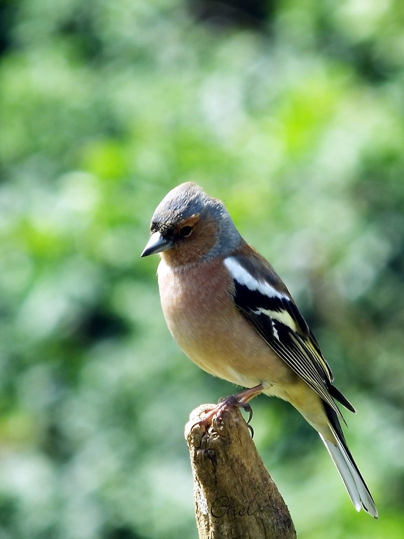 PInzon vulgar Imagen & Foto | animales, aves, naturaleza Fotos de ...
