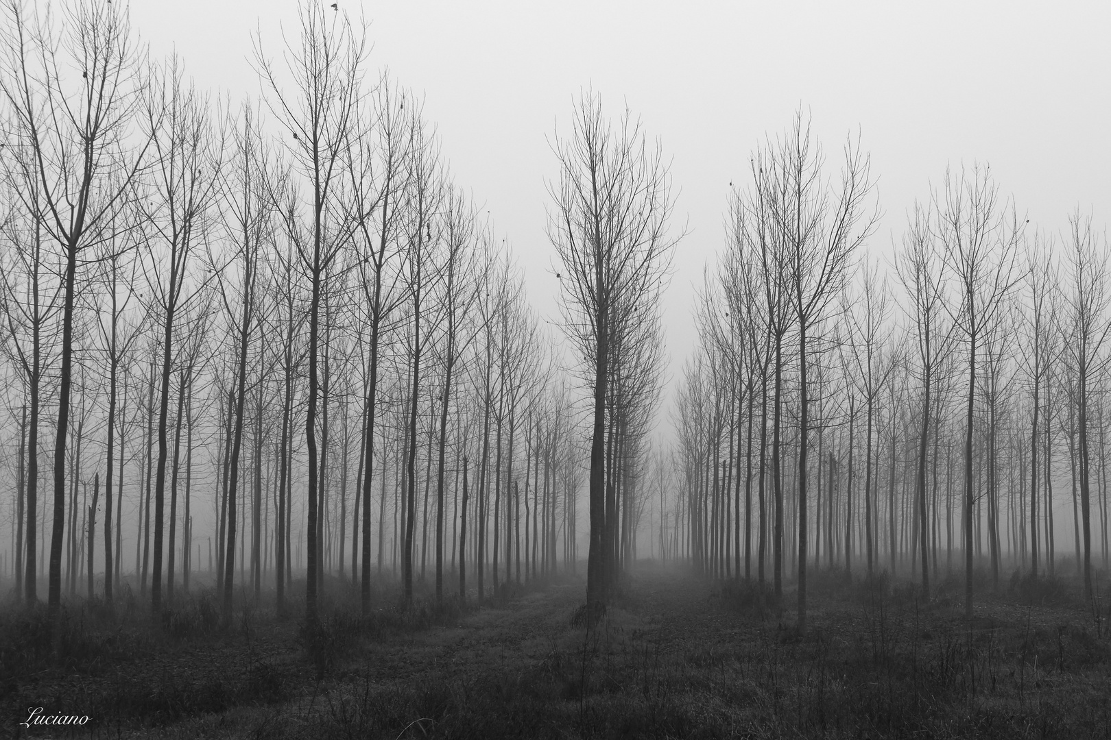 pioppi Foto % Immagini| paesaggi, boschi e foreste, canon Foto su ...