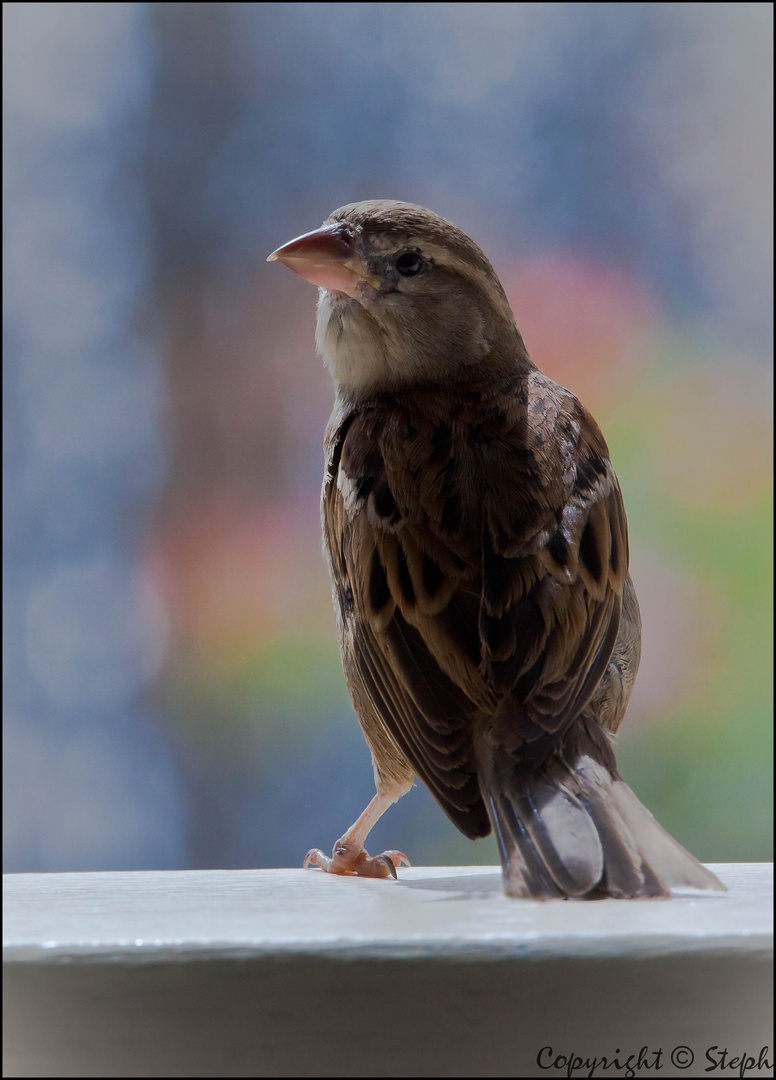 Piou photo et image | animaux, animaux sauvages, oiseaux Images ...