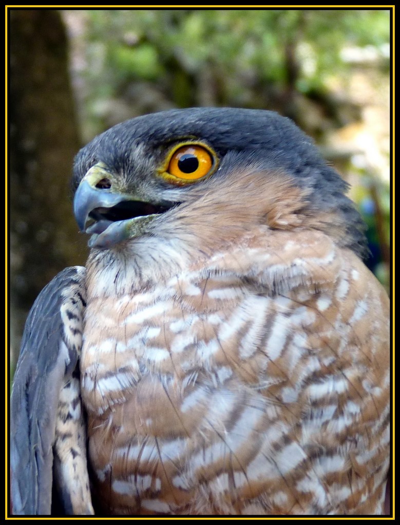 Piou -Piou . photo et image | animaux, animaux sauvages, oiseaux Images ...