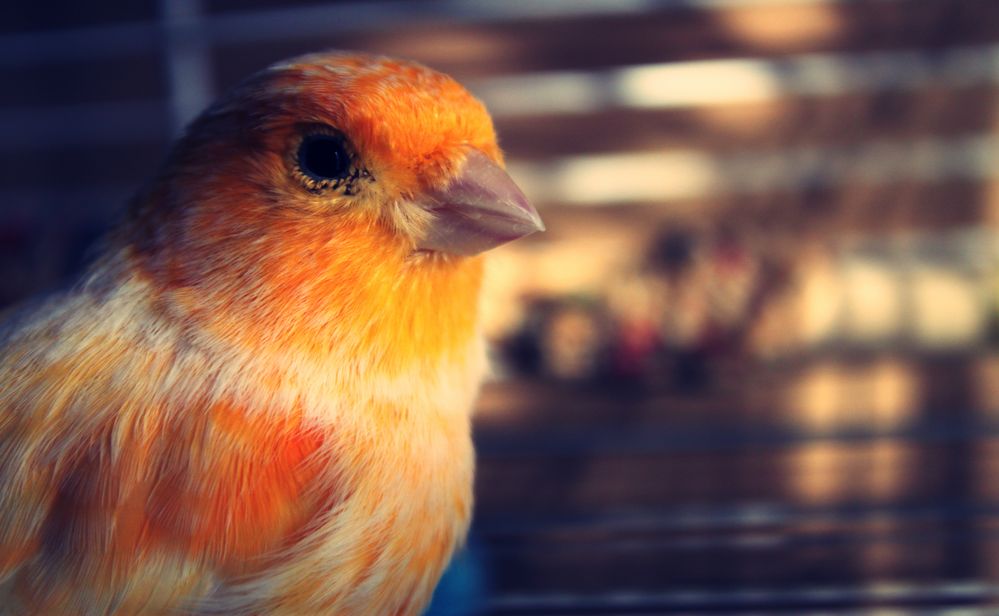 Piou-Piou - Image & Photo de TakeTheMoment de La photographie ...