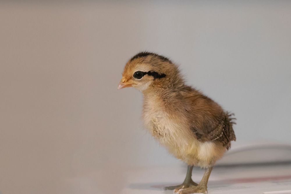 Pioupiou photo et image | animaux, animaux domestiques, basse-cour et ...