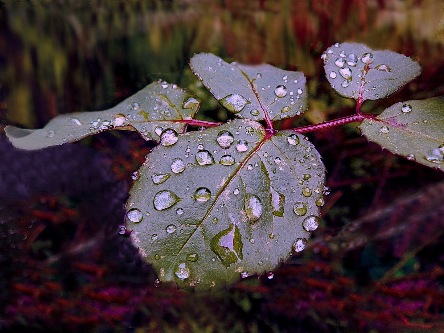 Piove !! Foto & Bild | blumen , tropfen, natura Bilder auf fotocommunity