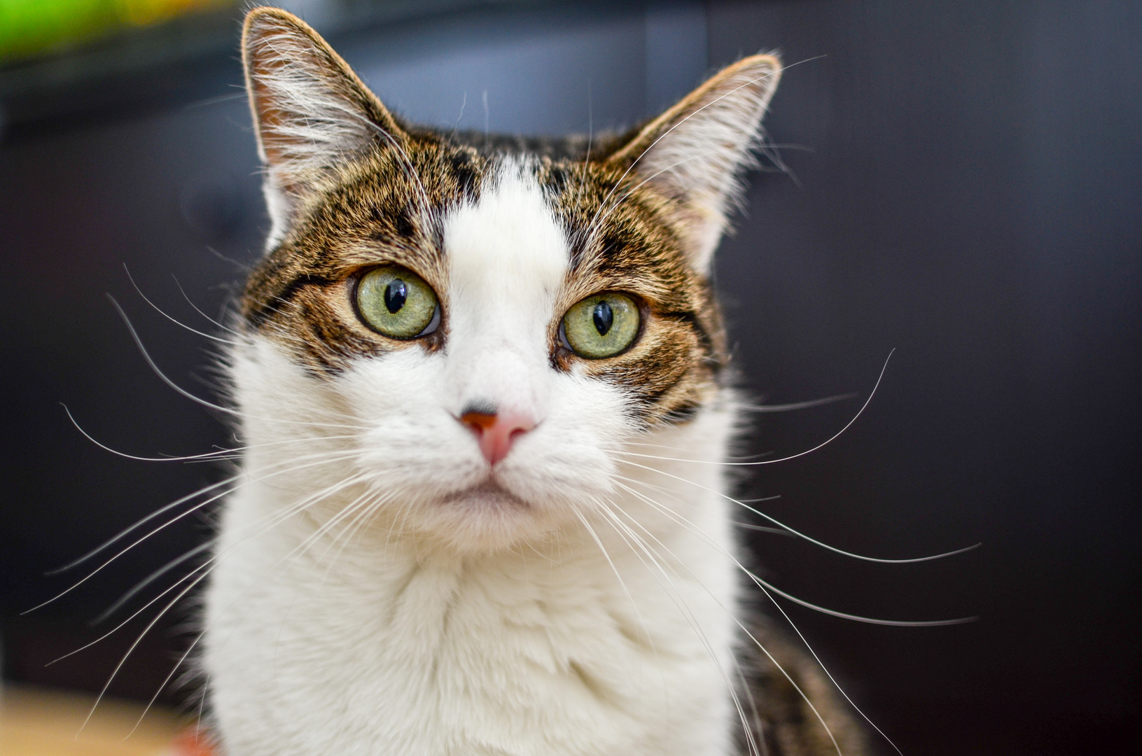 Pippilotta Foto & Bild | tiere, haustiere, natur Bilder auf fotocommunity