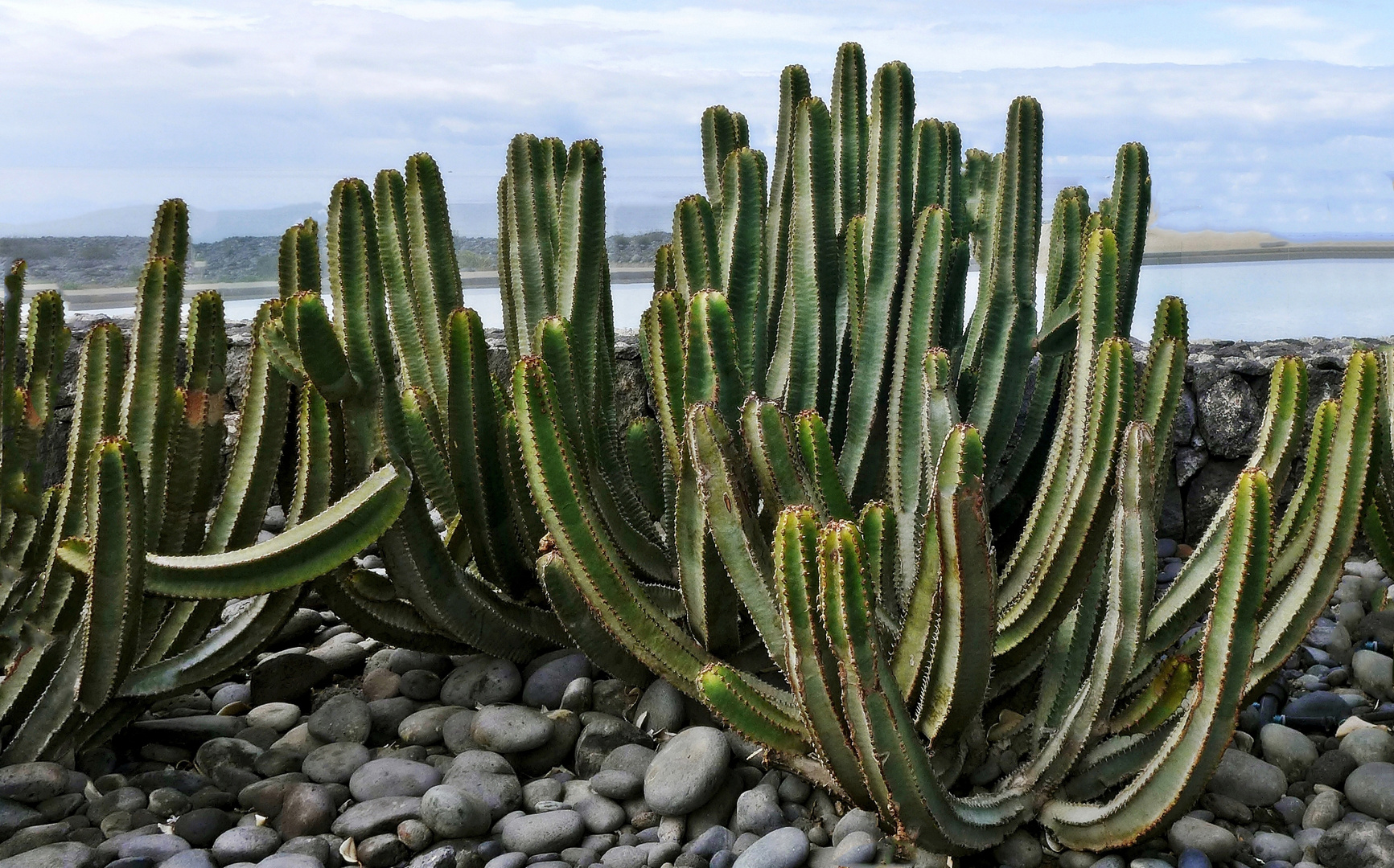 Piquants photo et image | divers, la nature simplement, nature Images ...