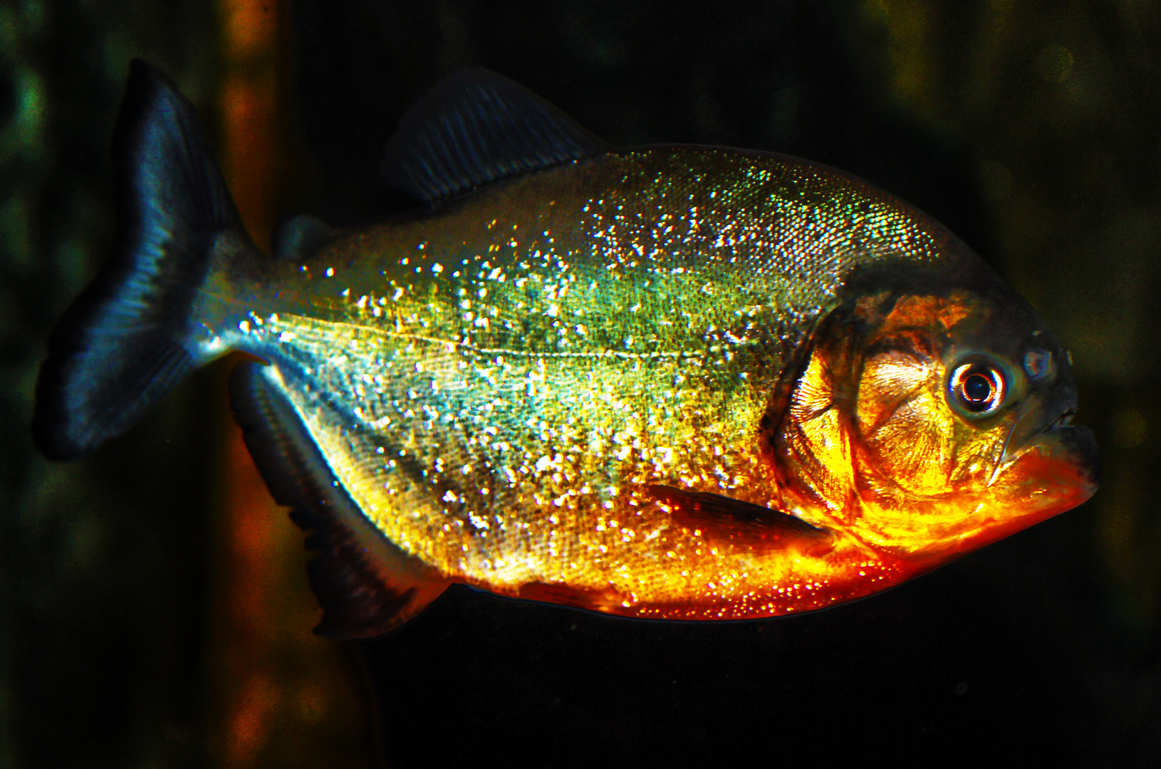 Piranha Foto & Bild | tiere, zoo, wildpark & falknerei, zoo leipzig ...