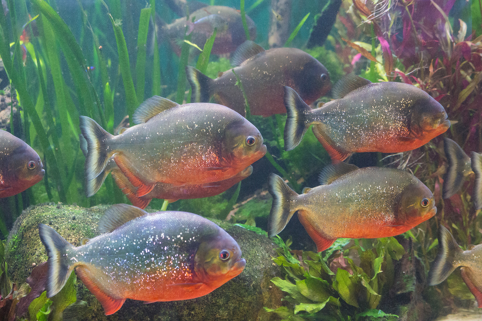 Piranhas Foto & Bild | natur, zoo, tiere Bilder auf fotocommunity