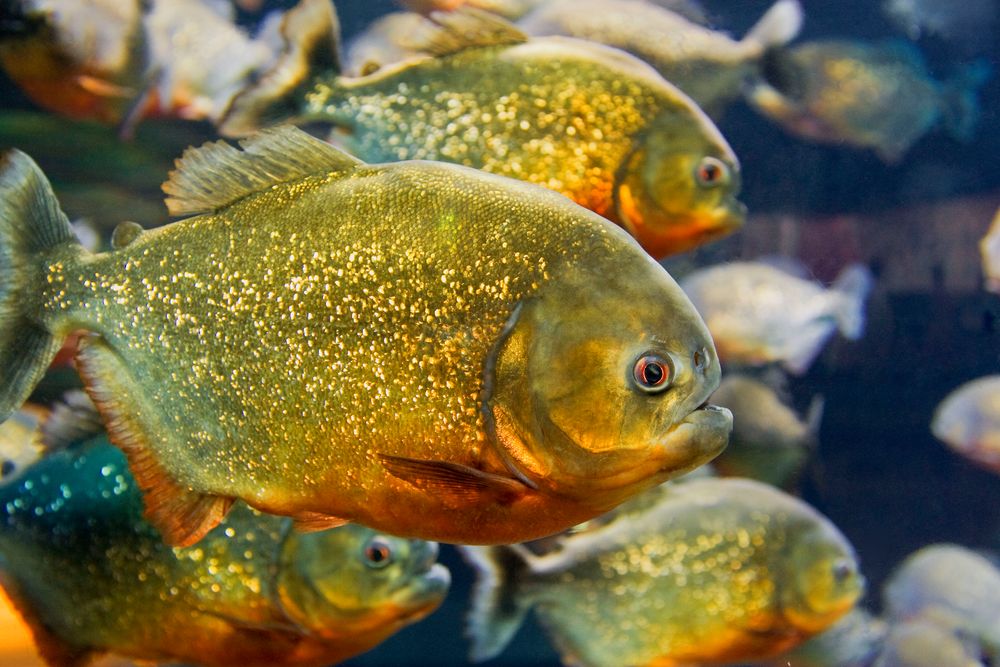 Piranhas photo et image | animaux, poissons mollusques +crustacés, fish ...