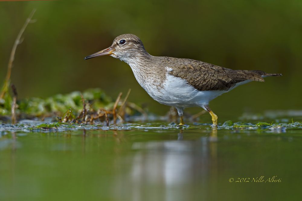 piro piro Foto % Immagini| animali, uccelli allo stato libero, animali ...