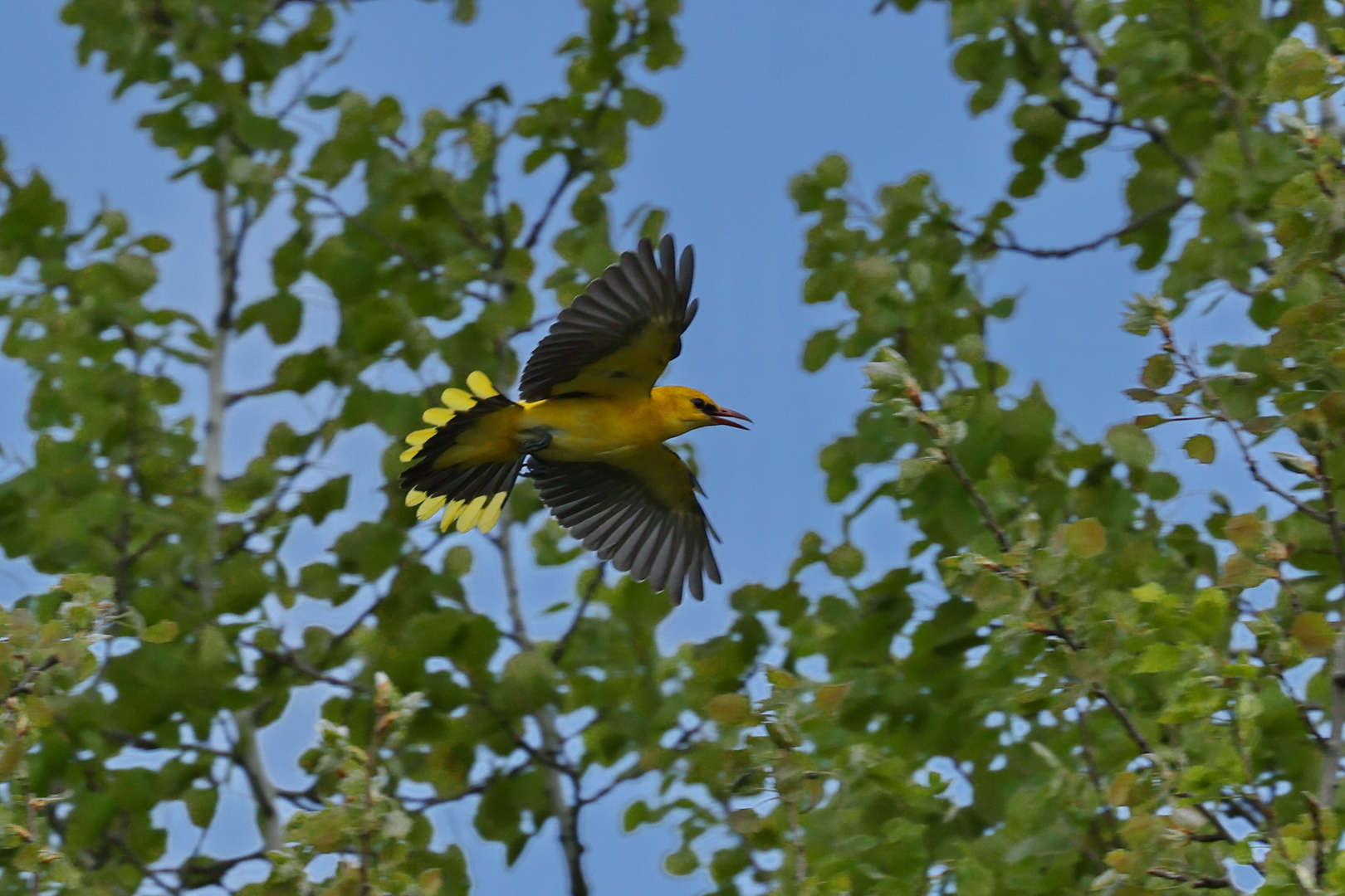 Pirol... Foto & Bild | natur, tiere, vögel Bilder auf fotocommunity