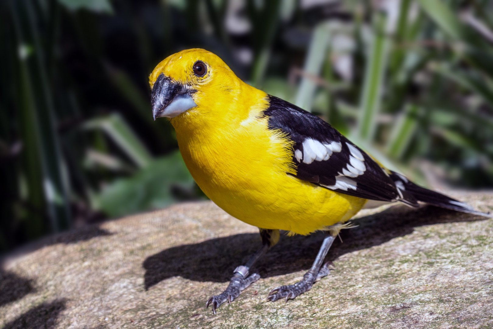 Pirol Foto & Bild | tiere, zoo, wildpark & falknerei, vögel Bilder auf ...