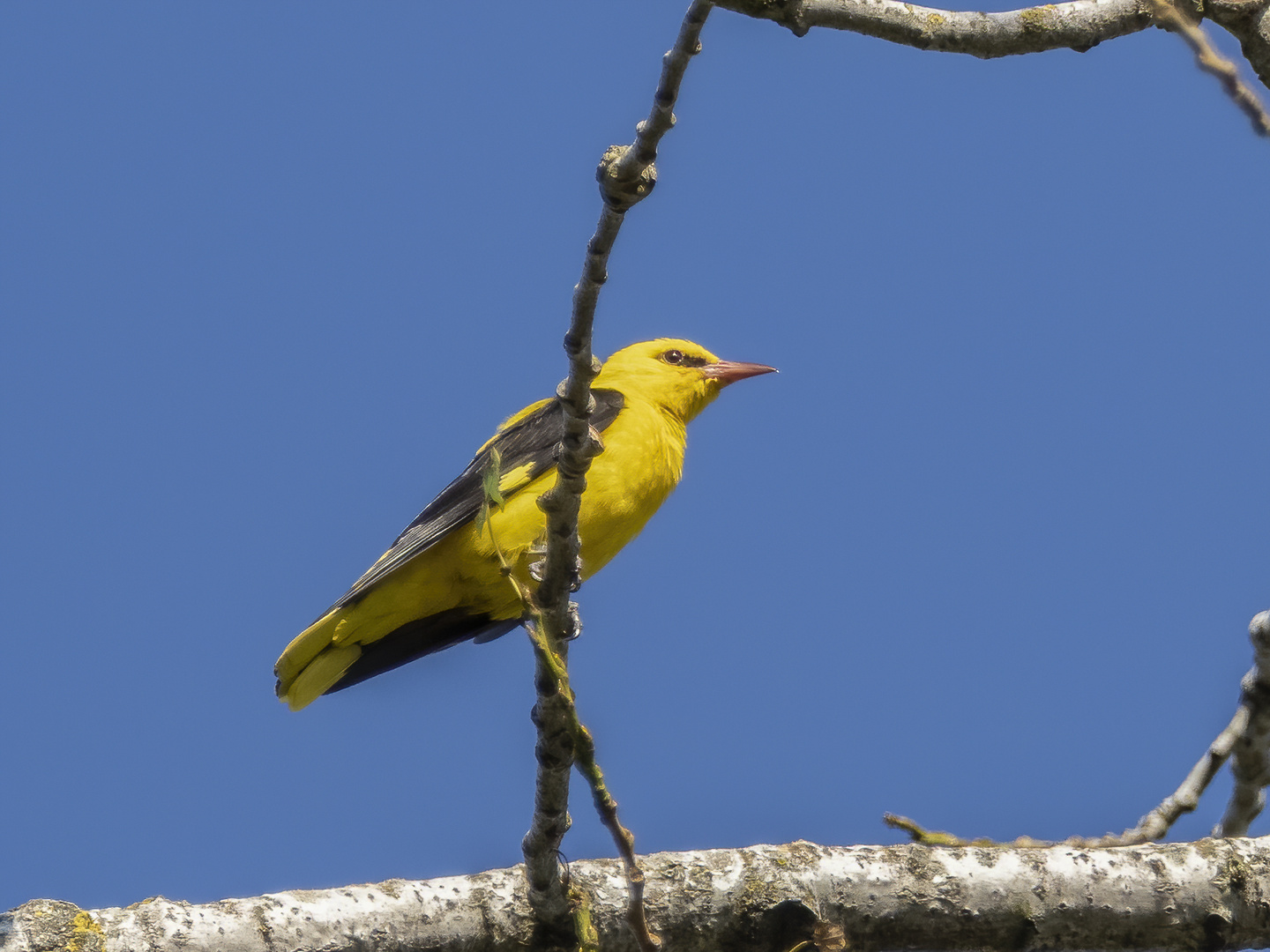 Pirol Foto & Bild | tiere, wildlife, wild lebende vögel Bilder auf ...