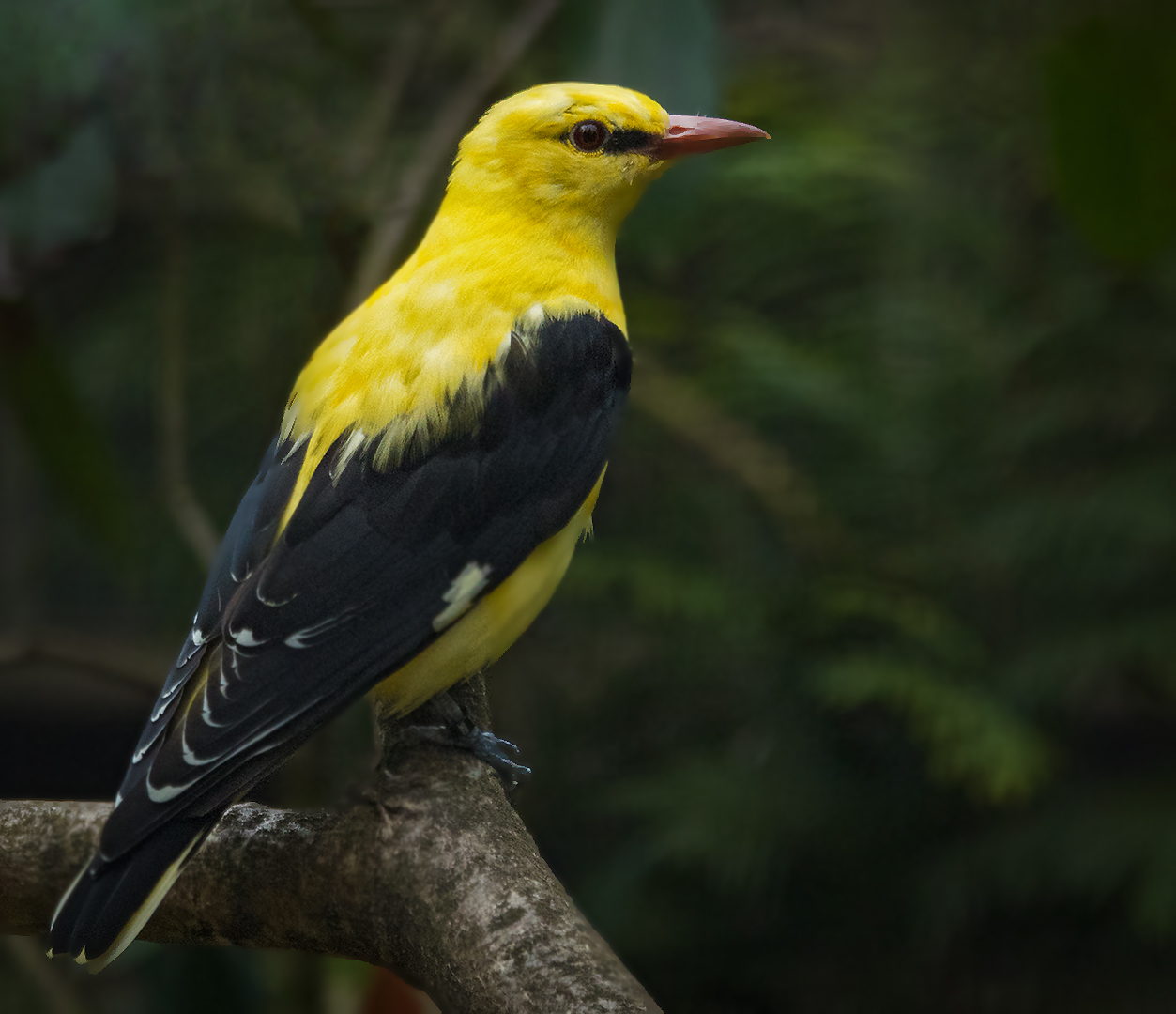 Pirol Foto & Bild | landschaft, lebensräume, licht Bilder auf fotocommunity