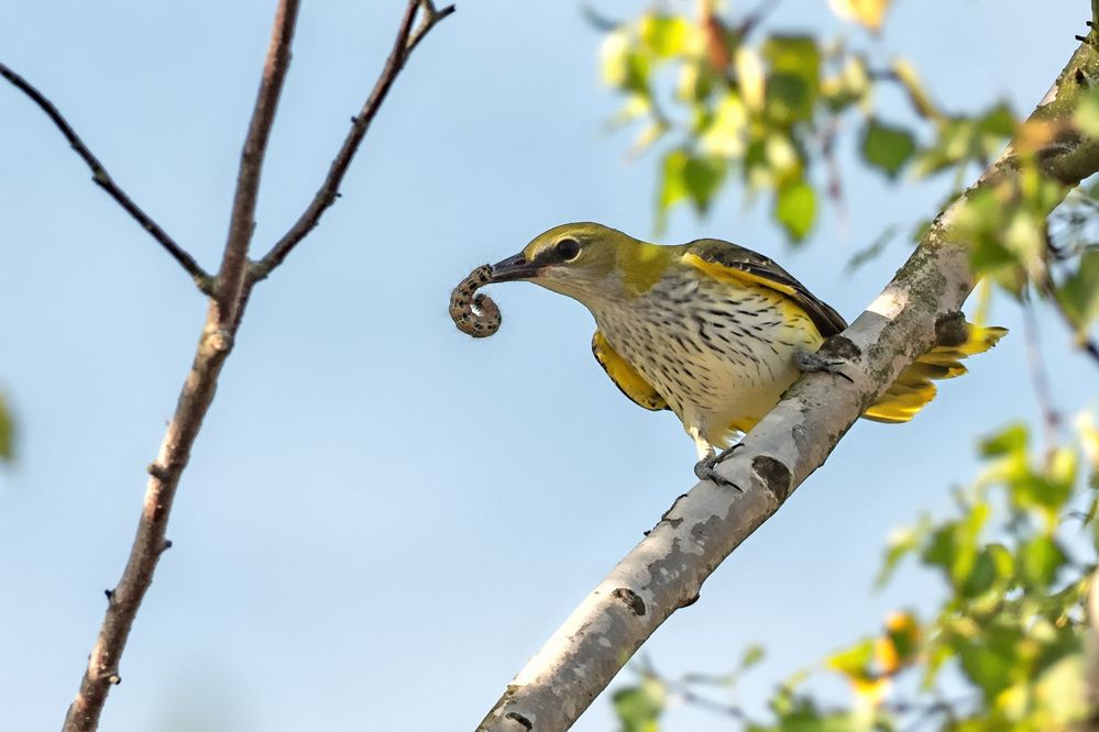 Pirol Foto & Bild | tiere, wildlife, wild lebende vögel Bilder auf ...