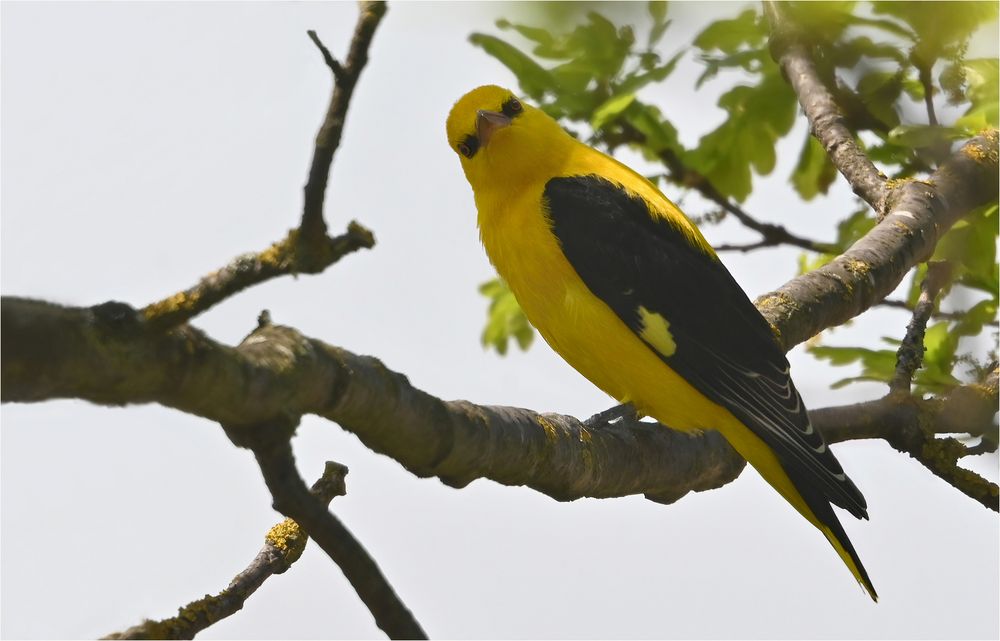 Pirol Foto & Bild | tiere, wildlife, wild lebende vögel Bilder auf ...