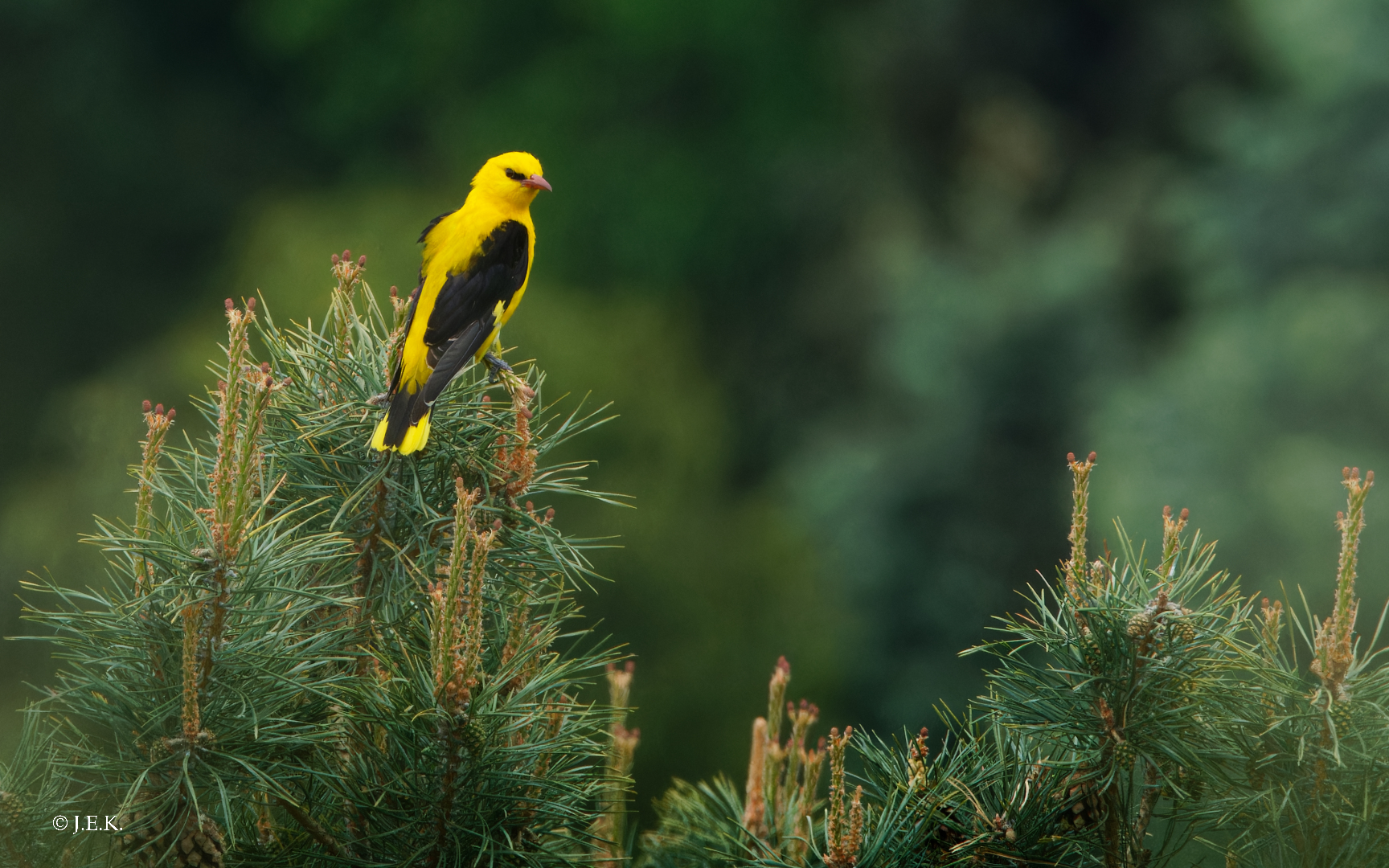Pirol Foto & Bild | vögel, singvögel, rackenvögel Bilder auf fotocommunity