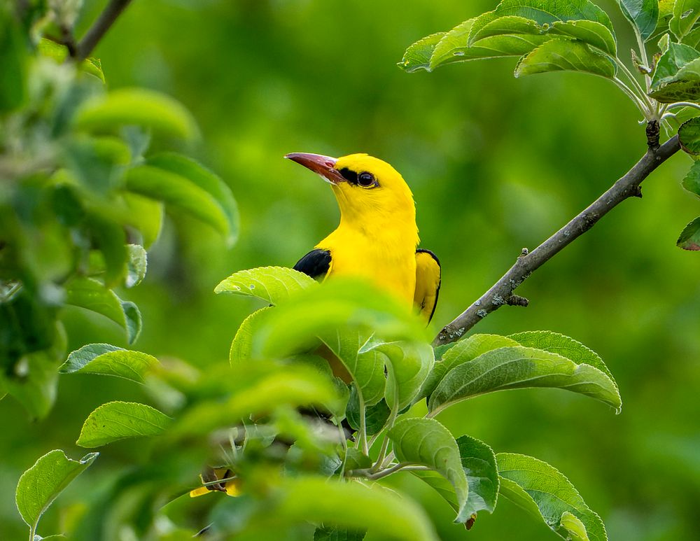 Pirol Foto & Bild | europe, balkans, tiere Bilder auf fotocommunity