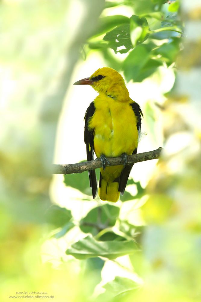Pirol Foto & Bild | tiere, wildlife, wild lebende vögel Bilder auf ...