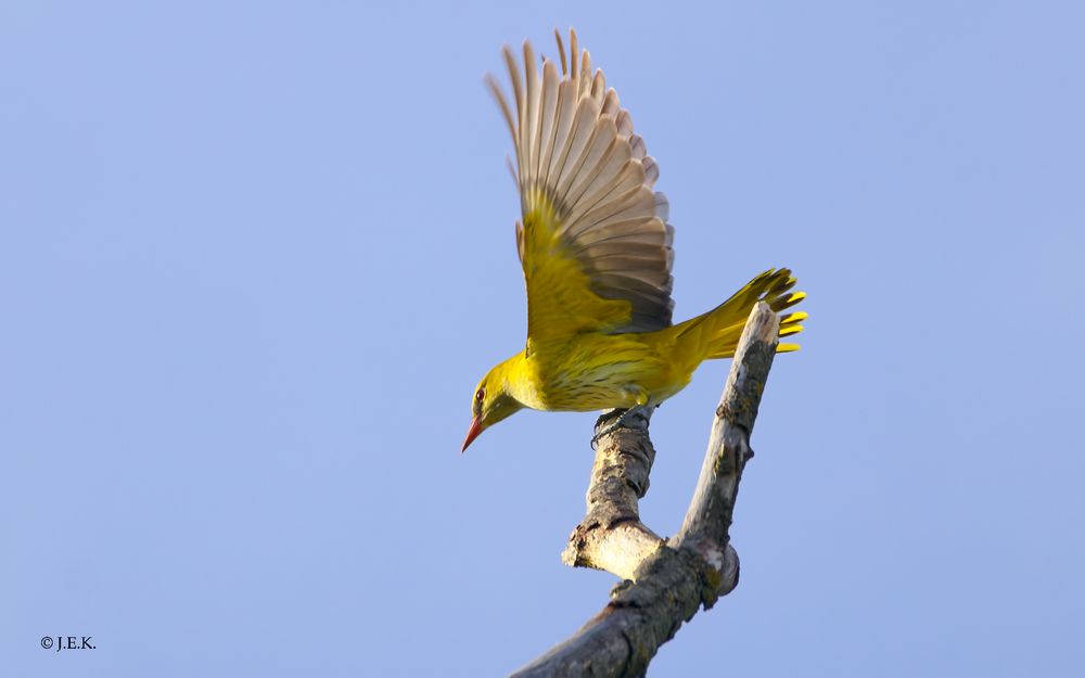 Pirol Foto & Bild | singvogel, vögel, singvögel Bilder auf fotocommunity