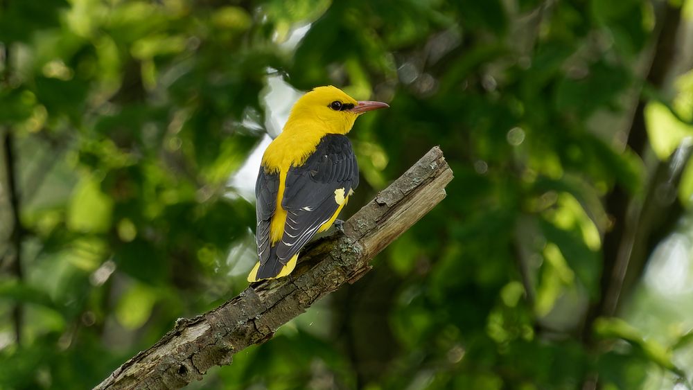 Pirol Foto & Bild | natur, tiere, vögel Bilder auf fotocommunity