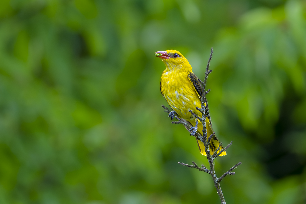 Pirol Foto & Bild | europe, balkans, tiere Bilder auf fotocommunity