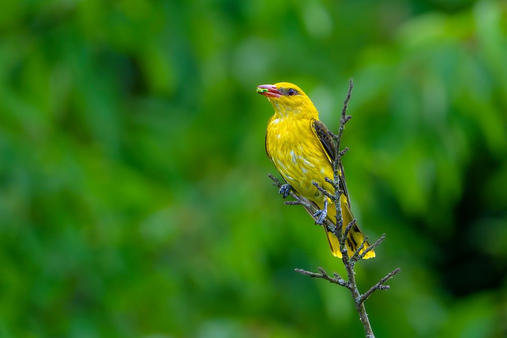 Pirol Foto & Bild | europe, balkans, tiere Bilder auf fotocommunity