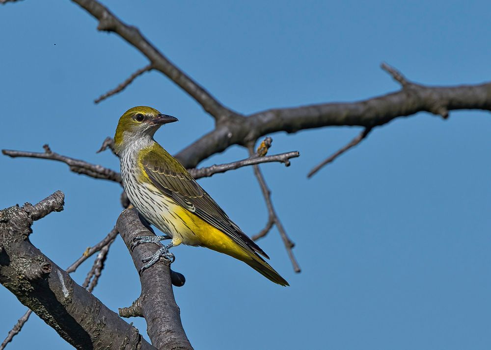 Pirol Foto & Bild | tiere, wildlife, wild lebende vögel Bilder auf ...