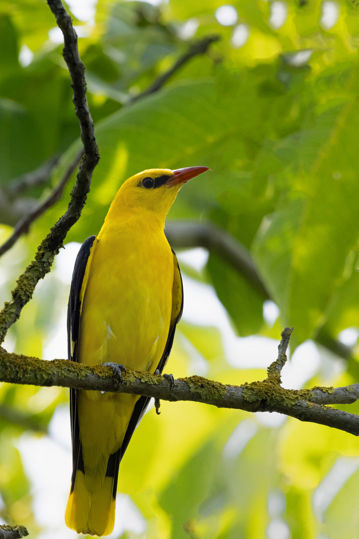 Pirol Foto & Bild | nature, gelb, natur Bilder auf fotocommunity