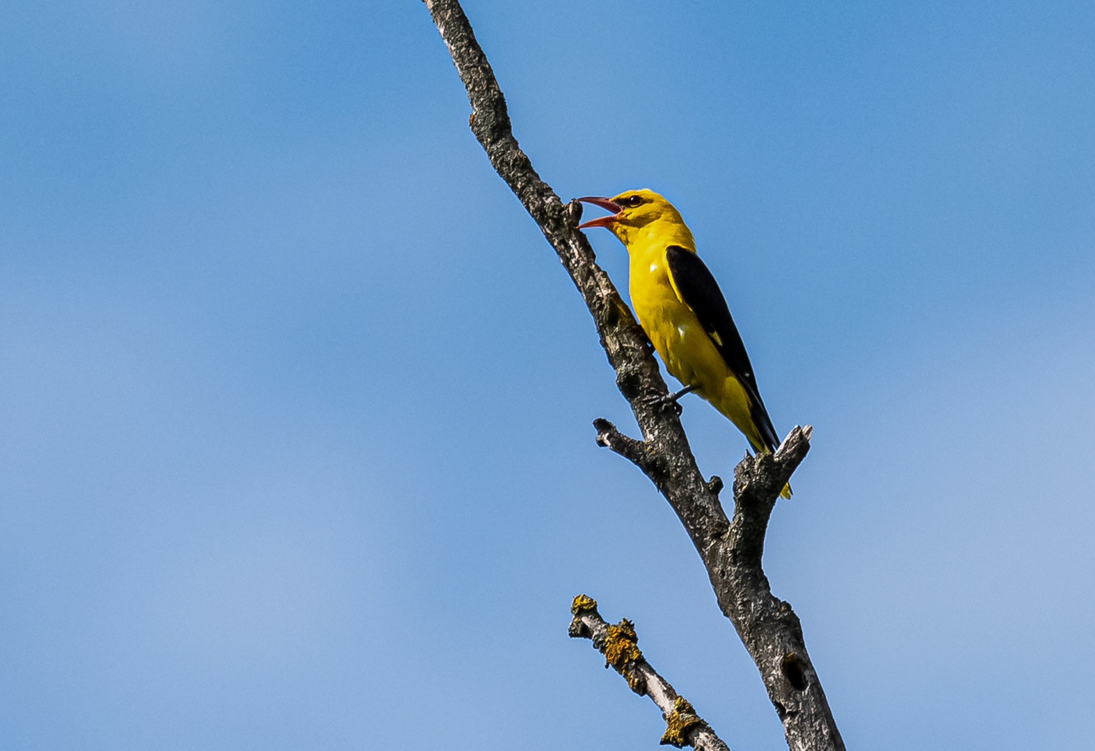 Pirol beim Singen Foto & Bild | tiere, wildlife, wild lebende vögel ...