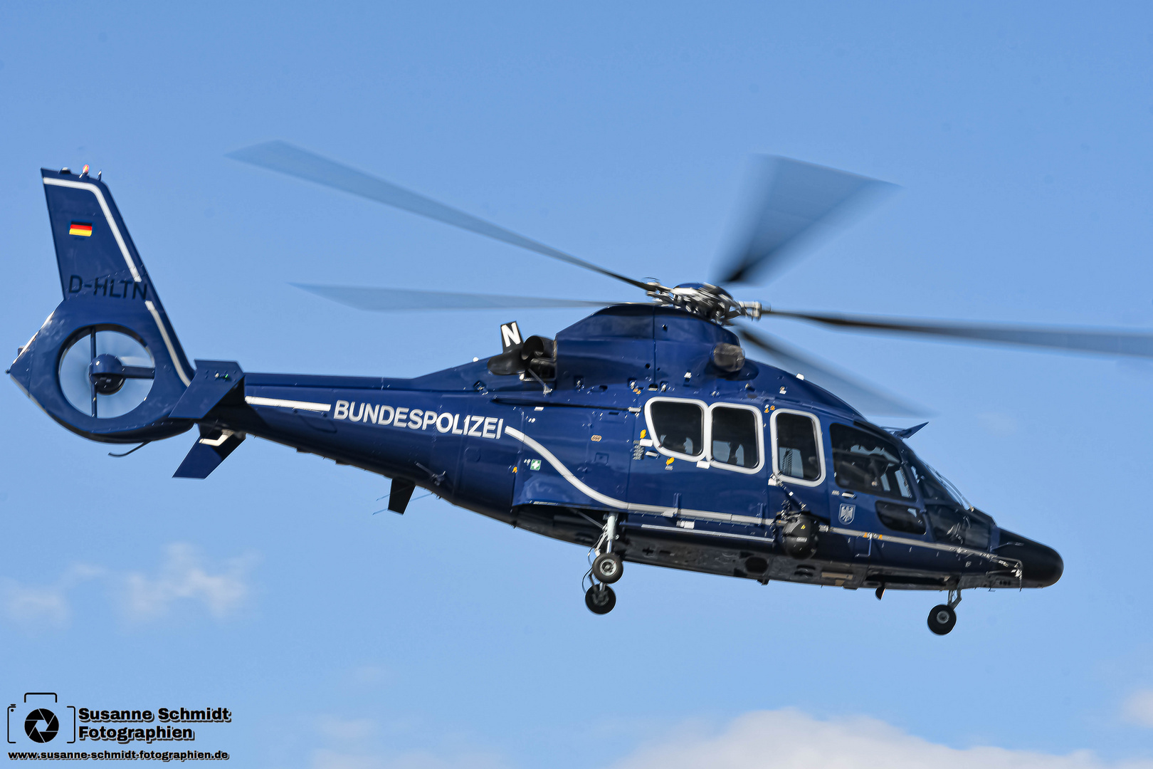 Pirol Foto & Bild | fotos, münchen, dokumentation Bilder auf fotocommunity