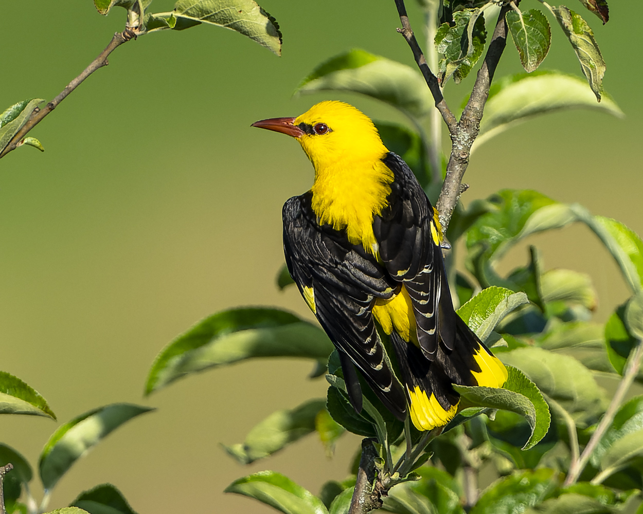 Pirol Foto & Bild | europe, balkans, tiere Bilder auf fotocommunity