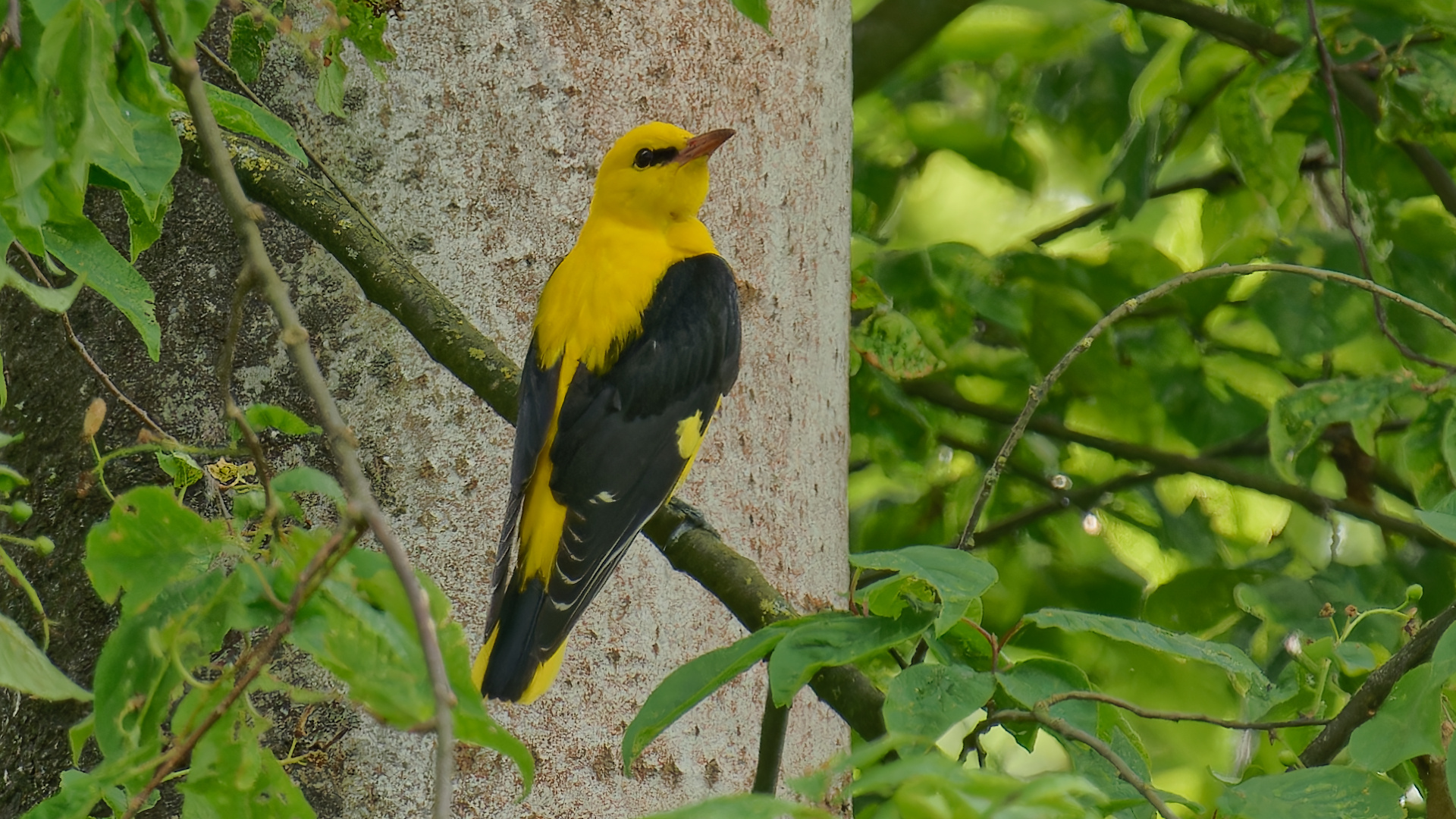 Pirol Foto & Bild | natur, tiere, vögel Bilder auf fotocommunity